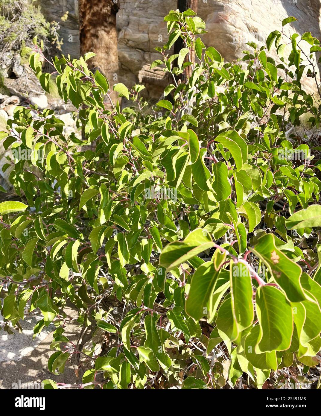 sugar bush (Rhus ovata Stock Photo - Alamy