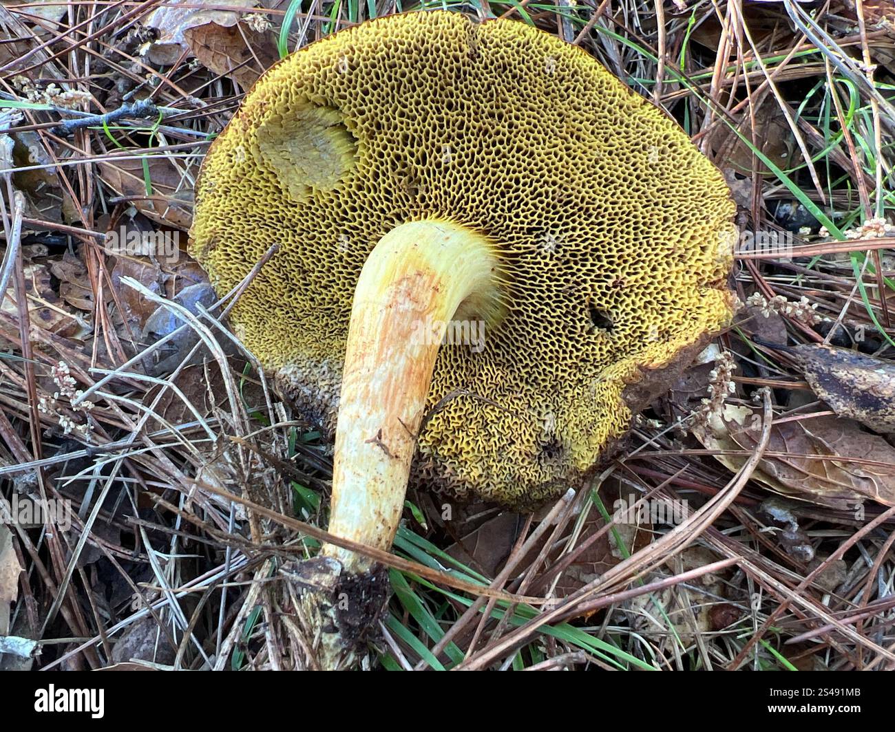 Suede Bolete (Xerocomus subtomentosus Stock Photo - Alamy