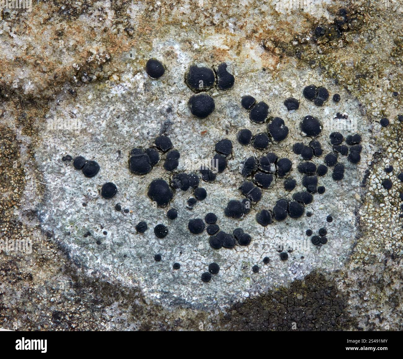 concentric boulder lichen (Porpidia crustulata Stock Photo - Alamy