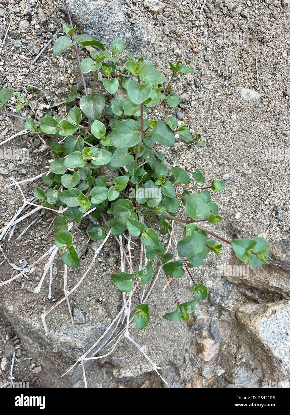 Wishbone Bush (Mirabilis laevis Stock Photo - Alamy
