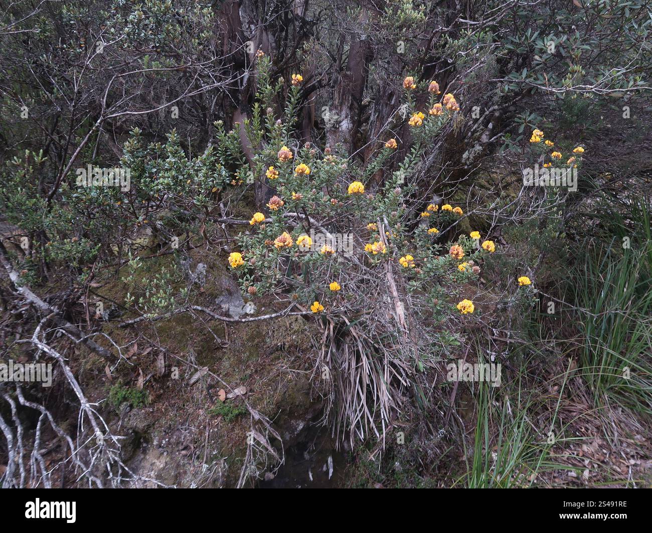 golden shaggy-pea (Oxylobium ellipticum Stock Photo - Alamy