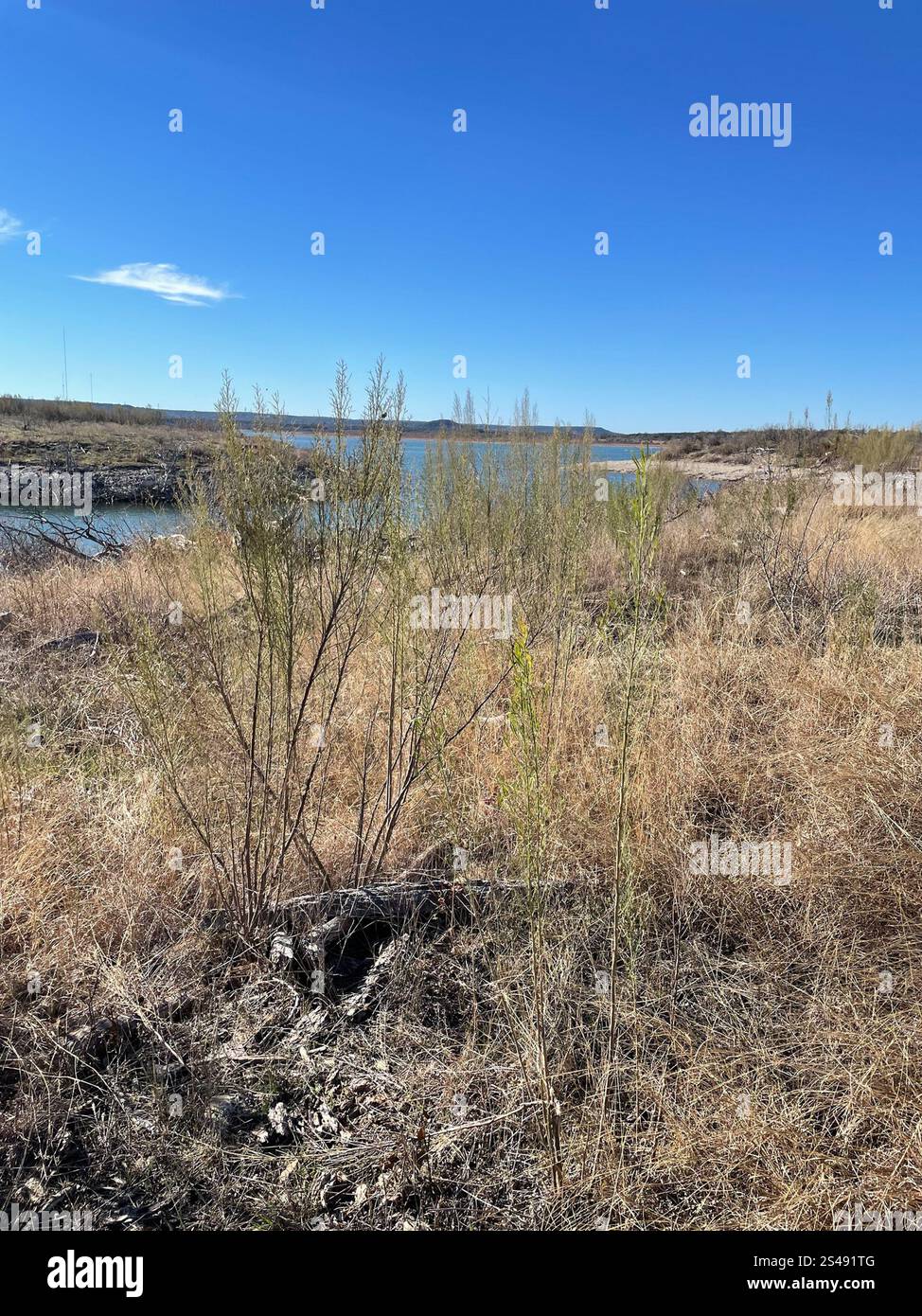 Poverty Weed (Baccharis neglecta Stock Photo - Alamy