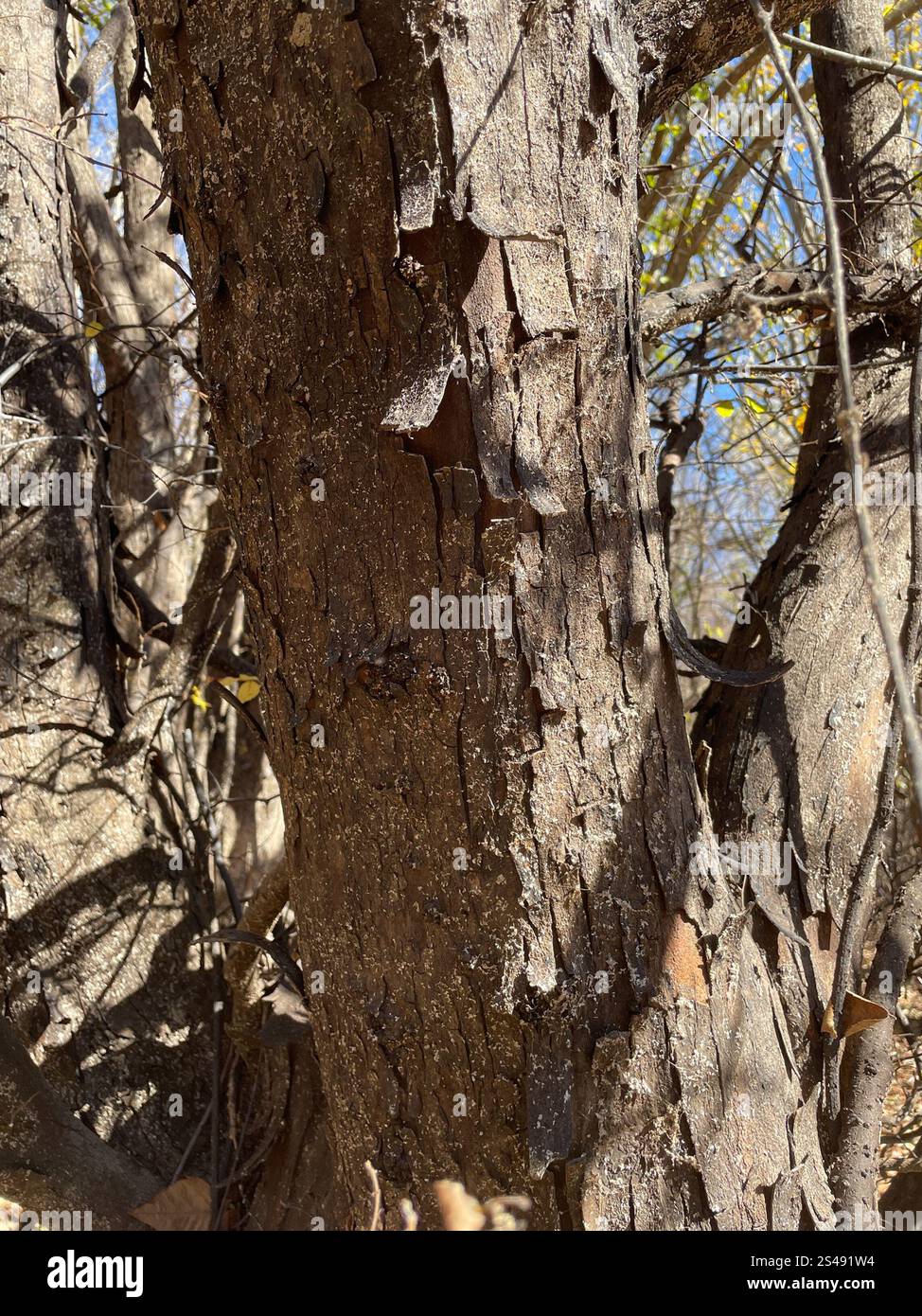 Water Elm (Planera aquatica Stock Photo - Alamy