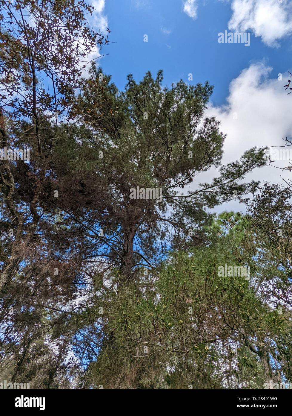 sand pine (Pinus clausa Stock Photo - Alamy