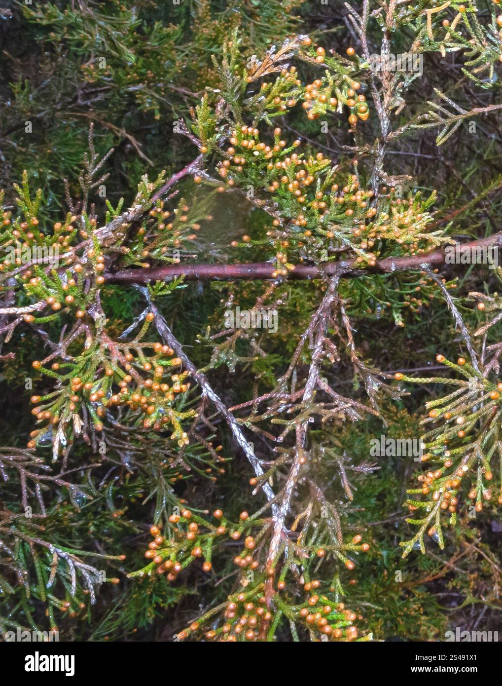 eastern redcedar (Juniperus virginiana Stock Photo - Alamy