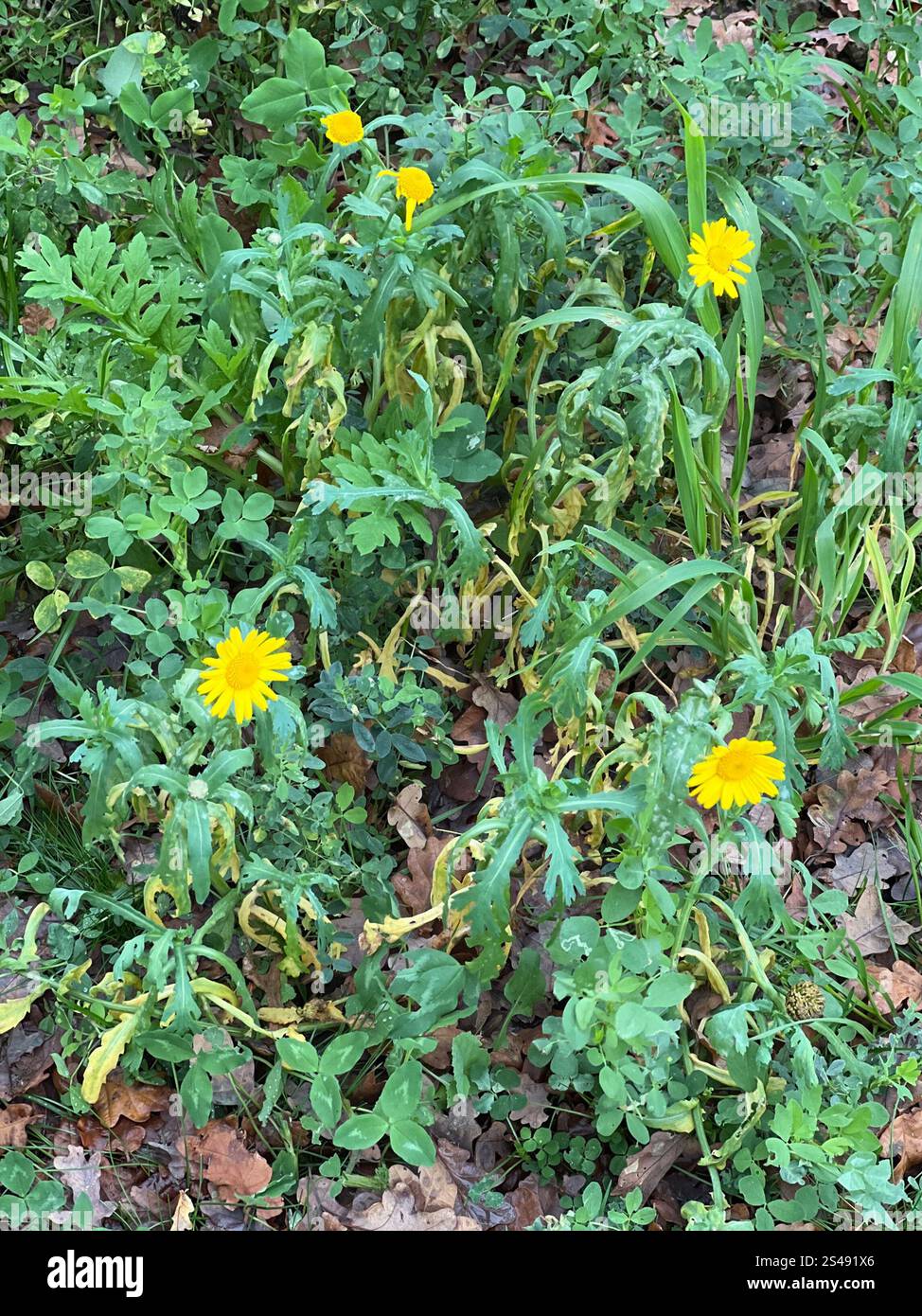 Corn Marigold (Glebionis segetum Stock Photo - Alamy