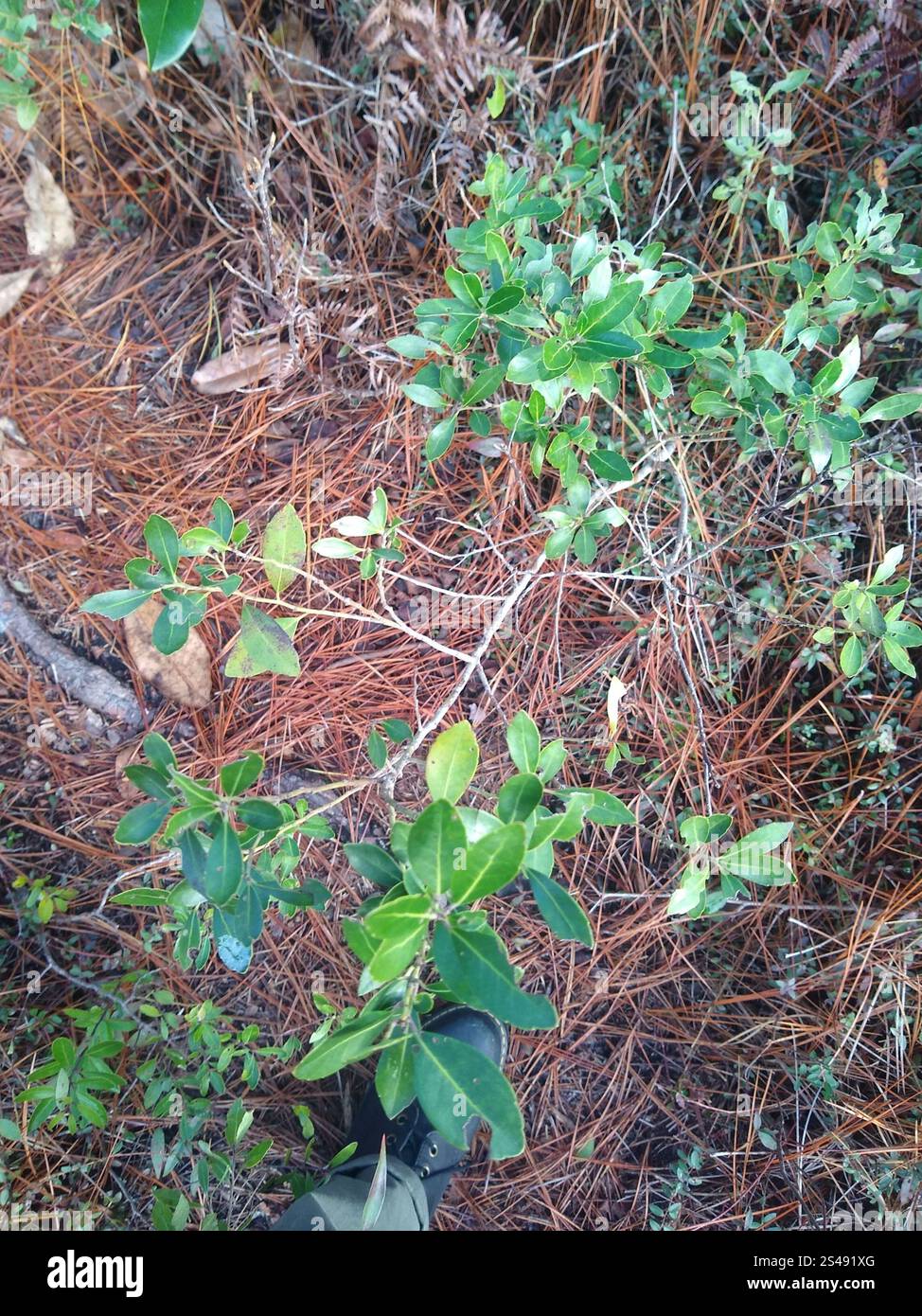 gallberry (Ilex glabra Stock Photo - Alamy