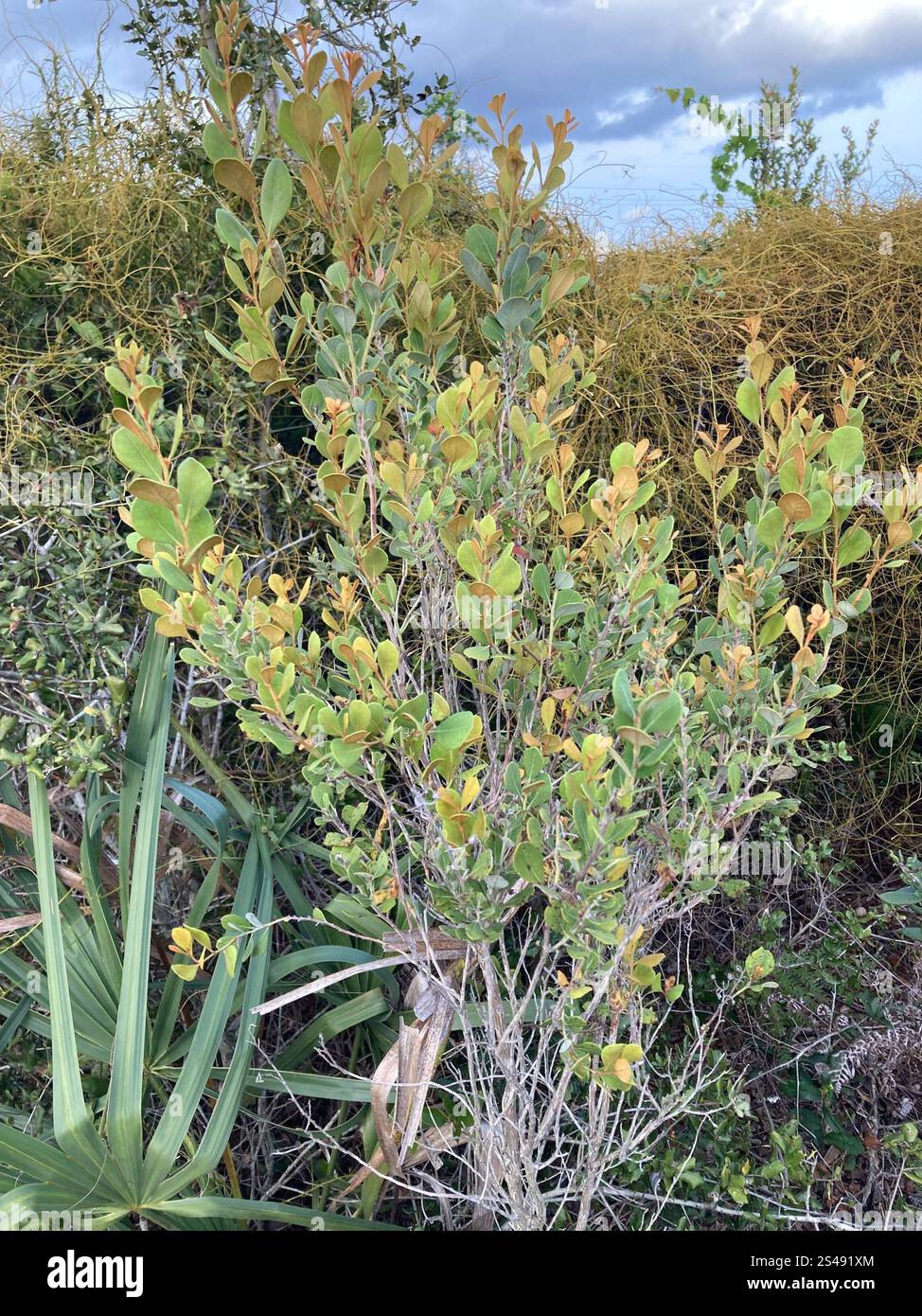 coastal plain staggerbush (Lyonia fruticosa Stock Photo - Alamy