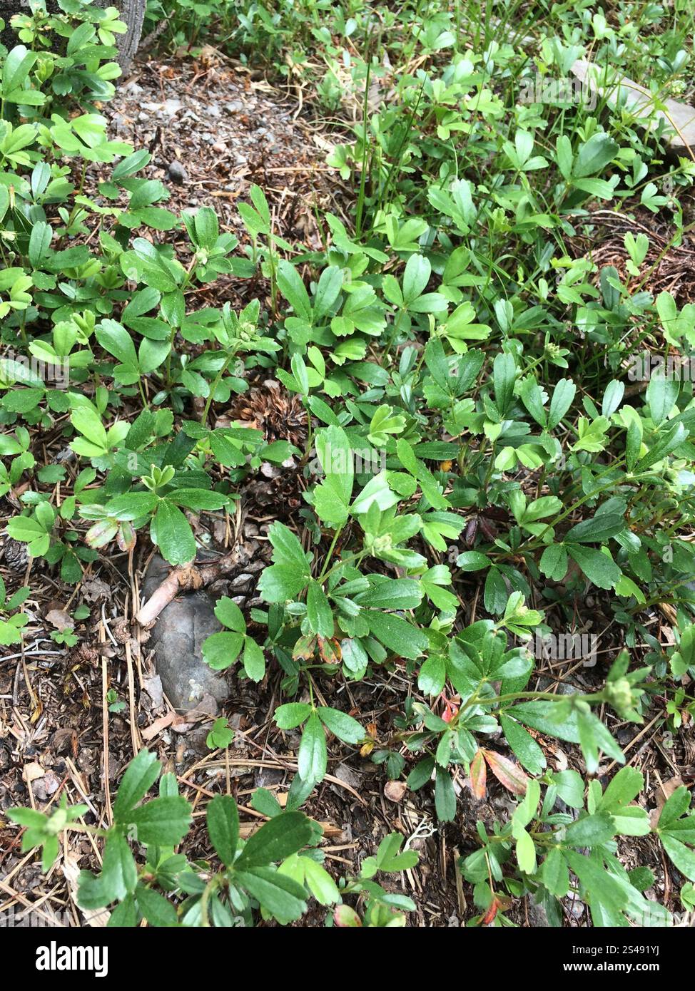 three-toothed cinquefoil (Sibbaldiopsis tridentata Stock Photo - Alamy