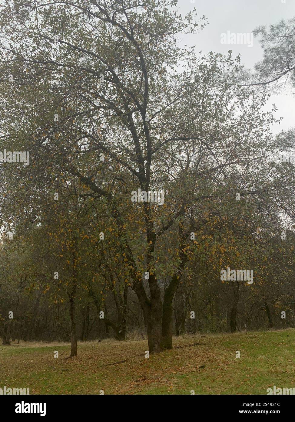 Oracle Oak (Quercus × morehus Stock Photo - Alamy