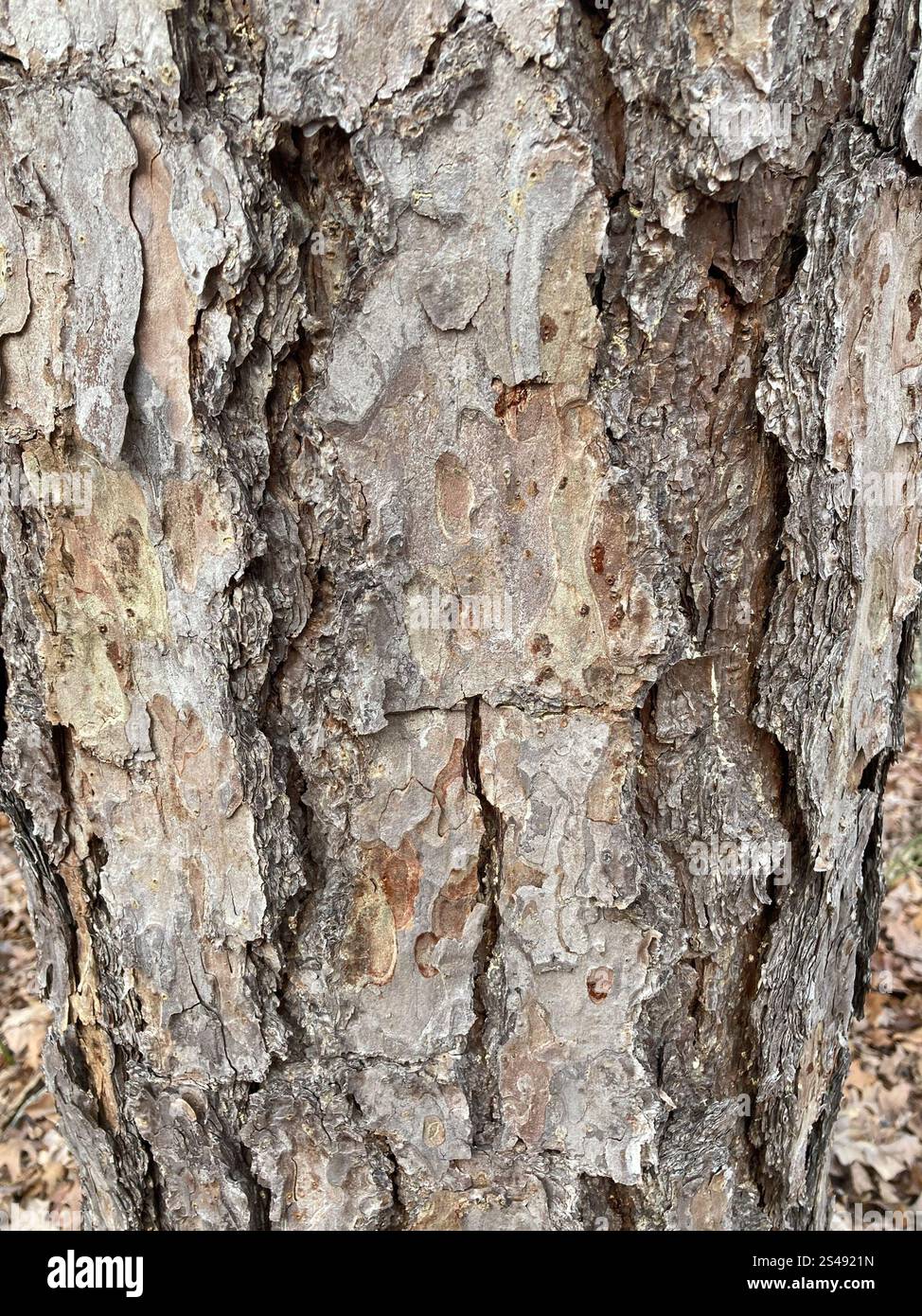 shortleaf pine (Pinus echinata Stock Photo - Alamy