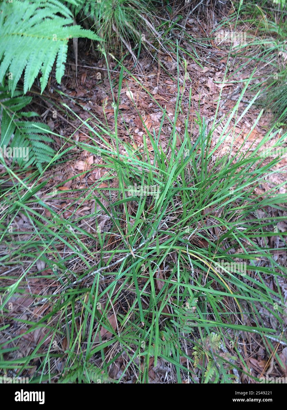Whip Nutrush (Scleria triglomerata Stock Photo - Alamy