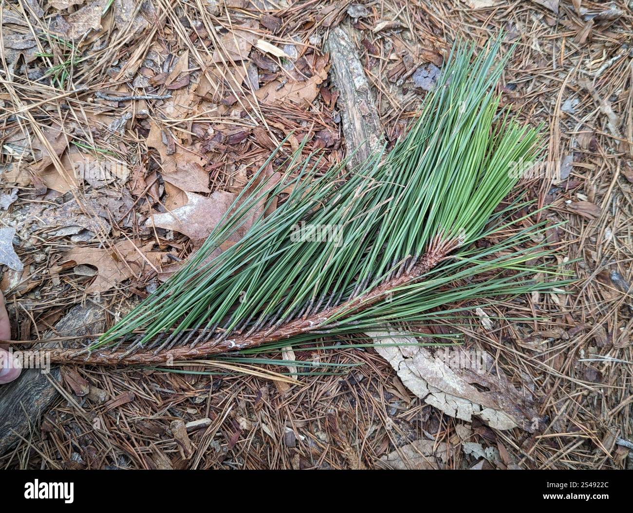 loblolly pine (Pinus taeda Stock Photo - Alamy