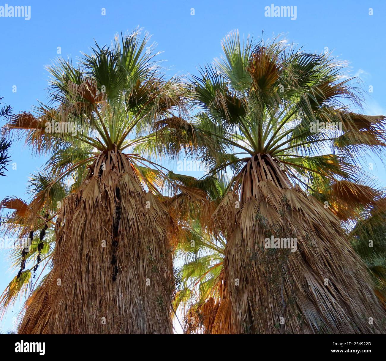 California fan palm (Washingtonia filifera Stock Photo - Alamy