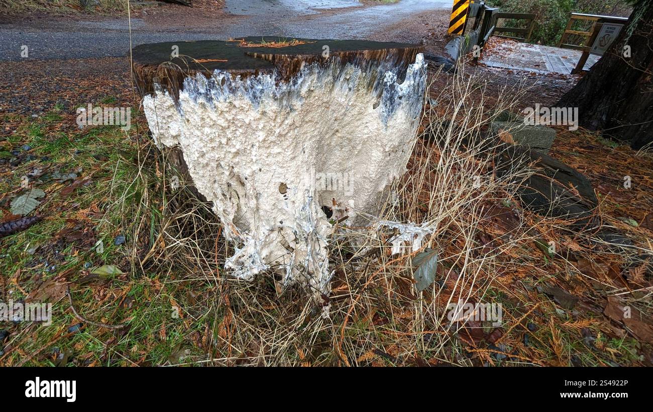 Tapioca Slime Mold (Brefeldia maxima Stock Photo - Alamy