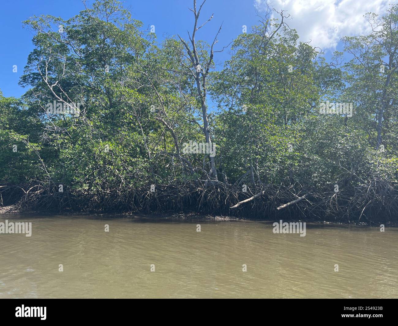 Gentleman giant Mangrove (Rhizophora racemosa Stock Photo - Alamy