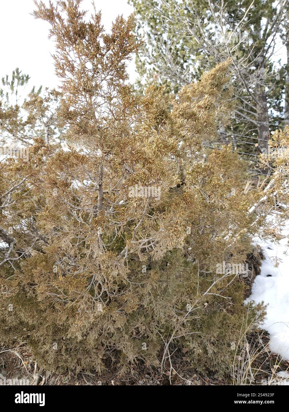Rocky Mountain Juniper (Juniperus scopulorum Stock Photo - Alamy