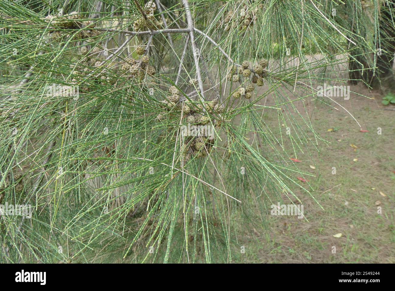 Swamp sheoak (Casuarina glauca Stock Photo - Alamy