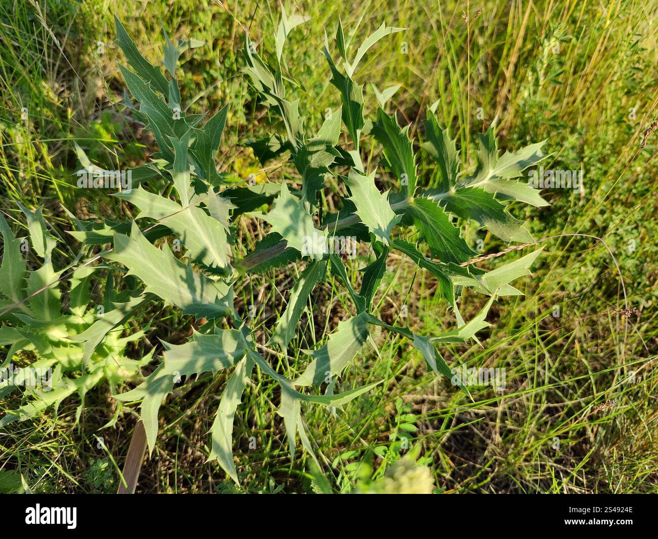 Field Eryngo (Eryngium campestre Stock Photo - Alamy