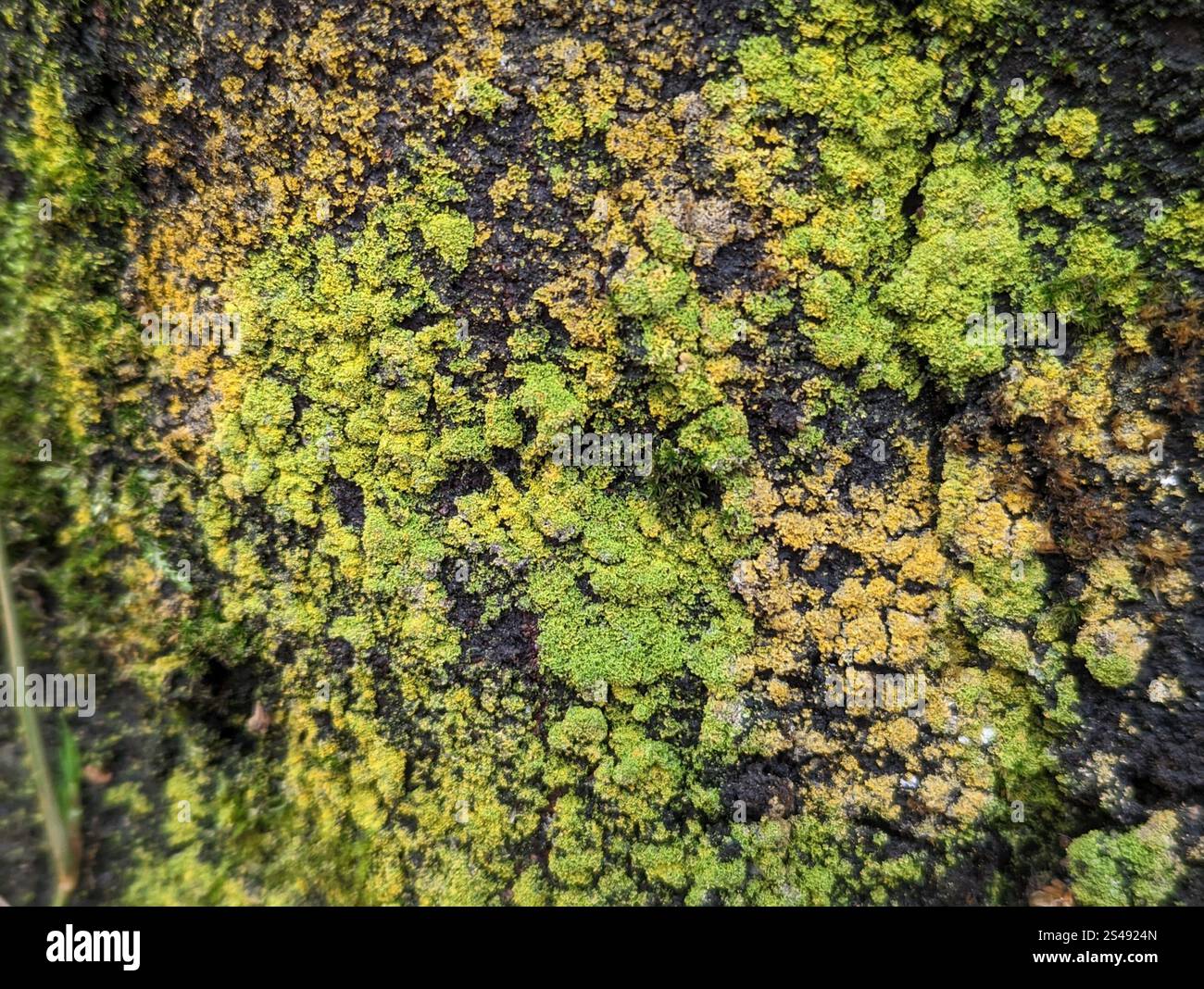 Shrubby Sunburst Lichen (Polycauliona candelaria Stock Photo - Alamy
