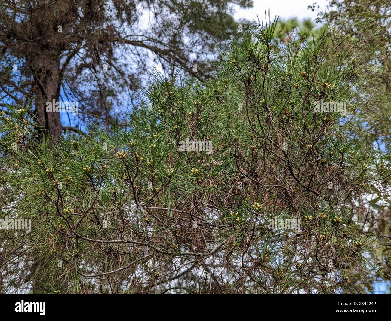 sand pine (Pinus clausa Stock Photo - Alamy