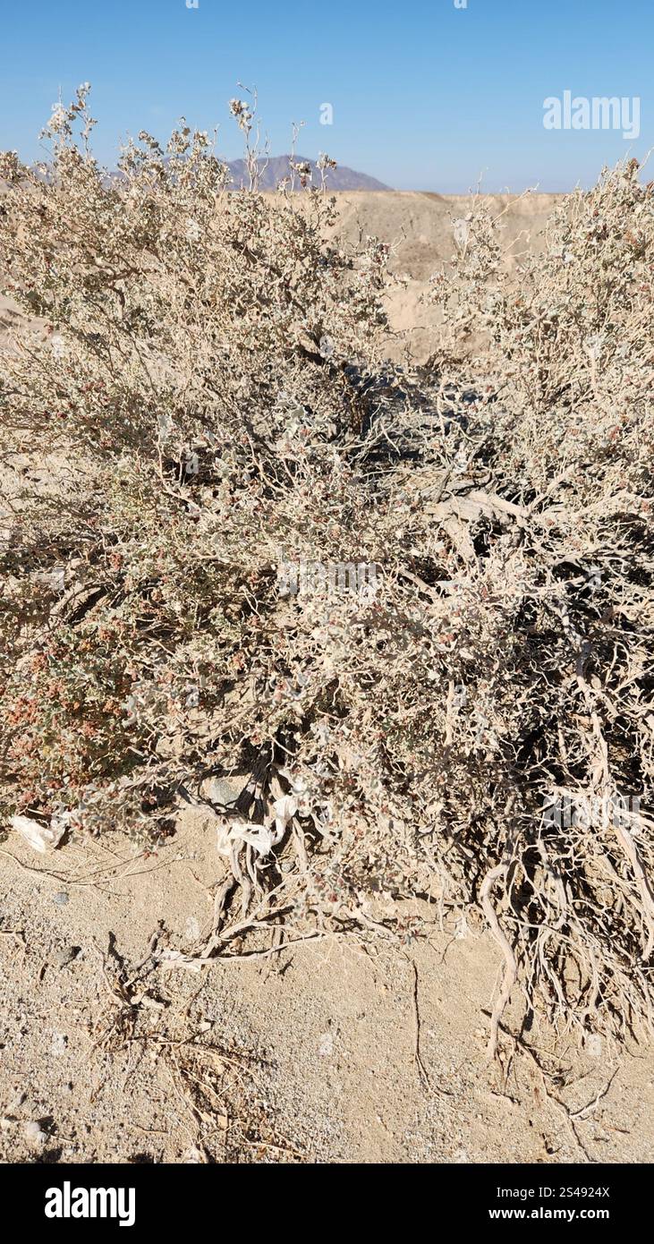 Desert Holly (Atriplex hymenelytra Stock Photo - Alamy