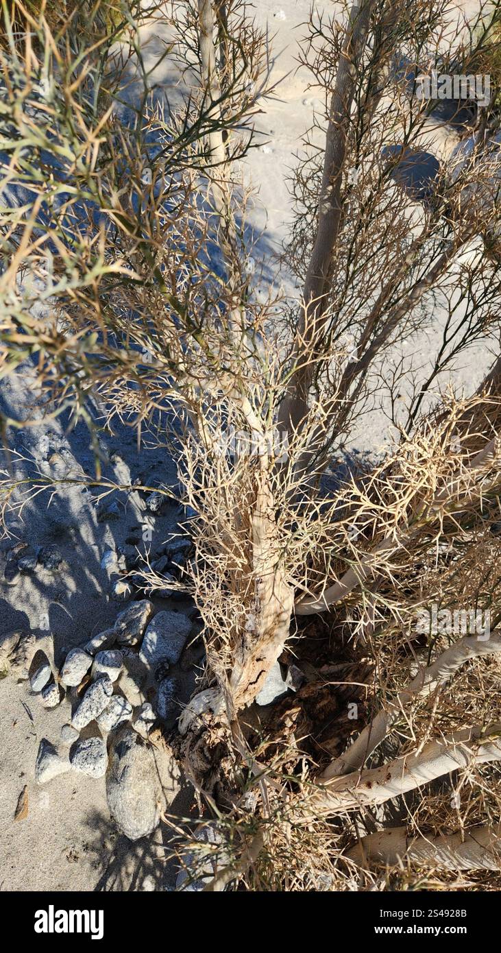 Smoke Tree (Psorothamnus spinosus Stock Photo - Alamy