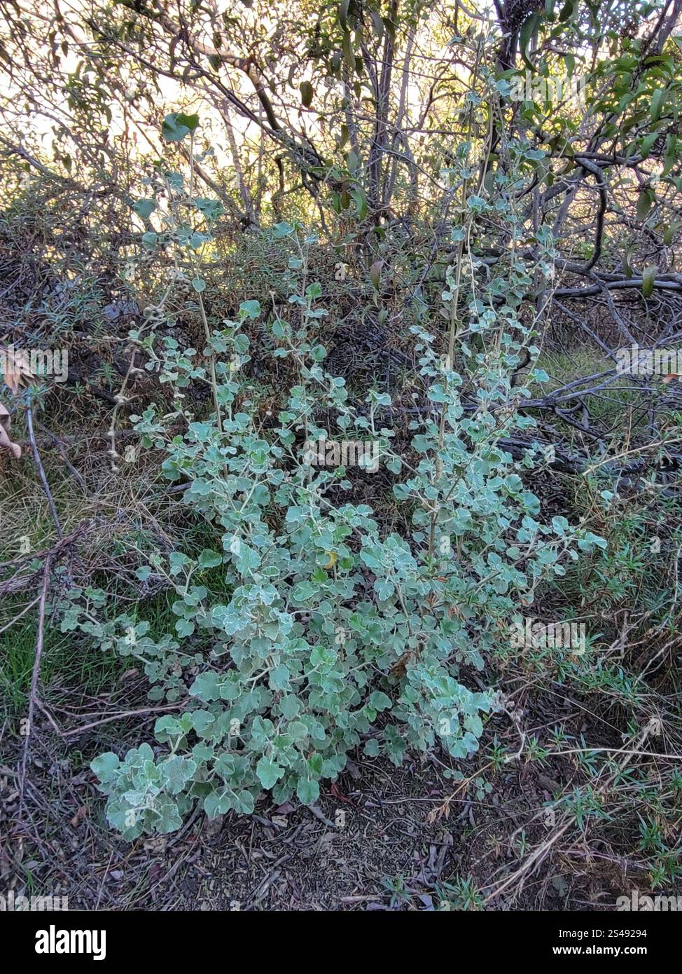 southern coastal bushmallow (Malacothamnus fasciculatus Stock Photo - Alamy