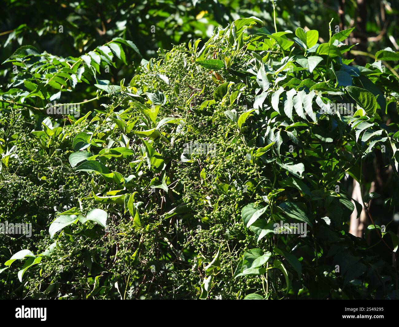 skunk vine (Paederia foetida Stock Photo - Alamy