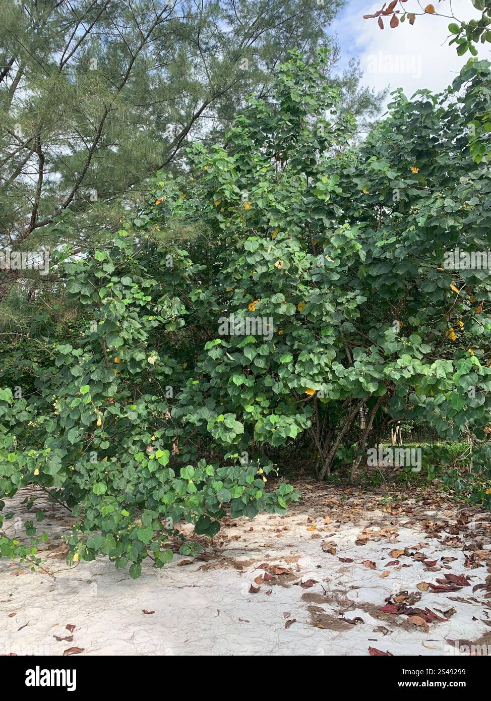 sea hibiscus (Hibiscus tiliaceus Stock Photo - Alamy