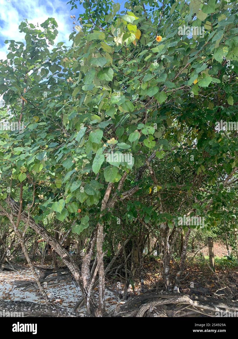 sea hibiscus (Hibiscus tiliaceus Stock Photo - Alamy