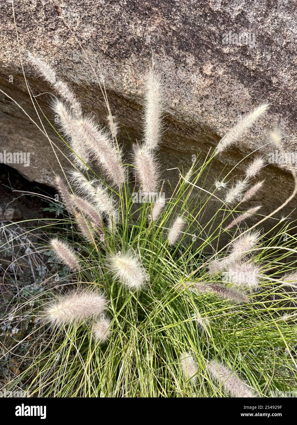 Fountain Grass (Cenchrus setaceus Stock Photo - Alamy