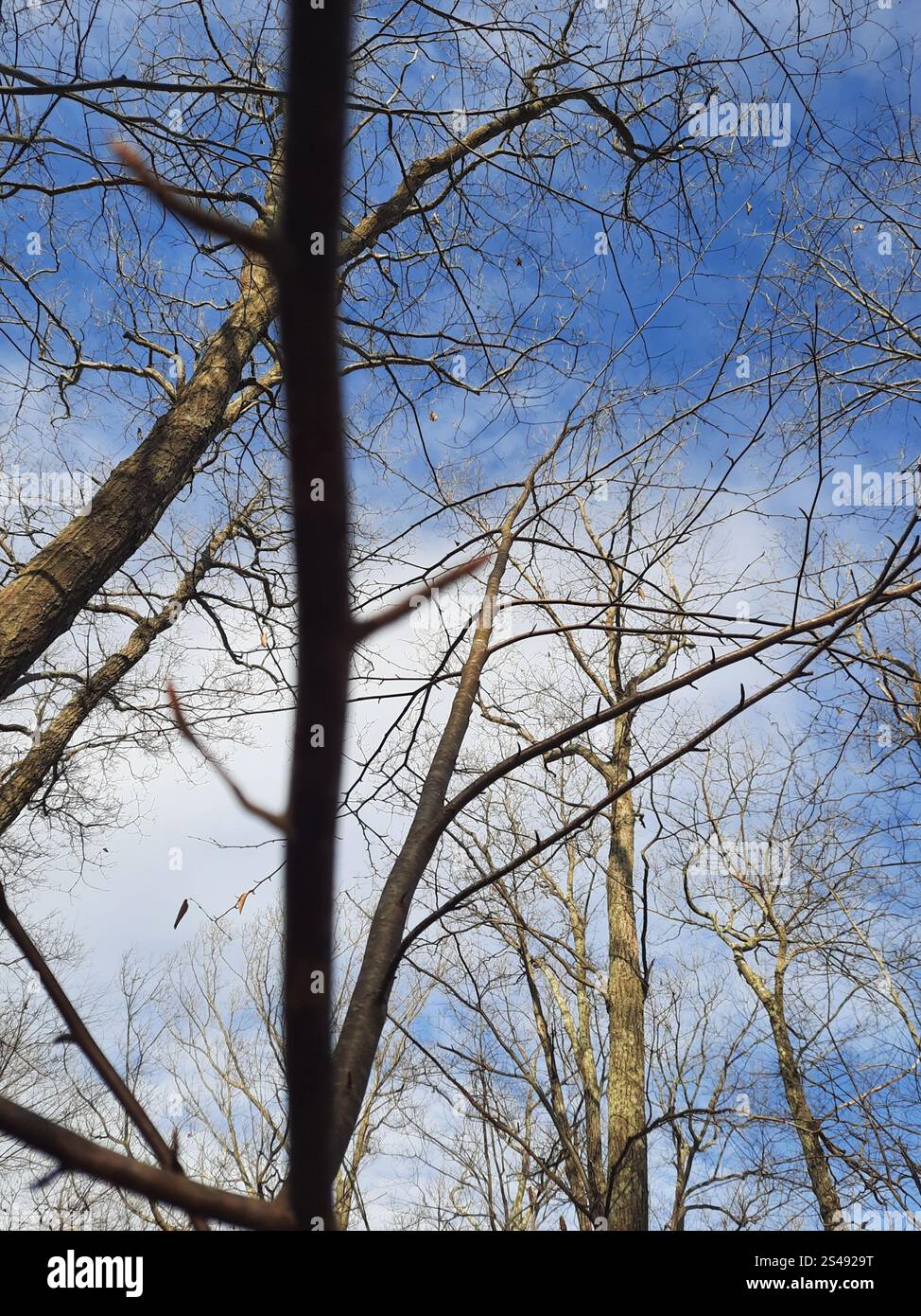 sweet birch (Betula lenta Stock Photo - Alamy