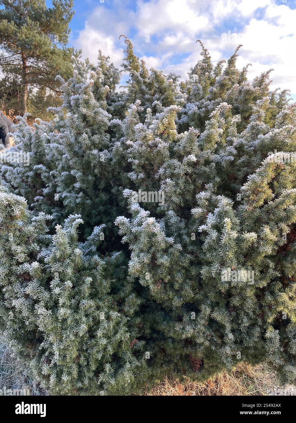 common juniper (Juniperus communis Stock Photo - Alamy