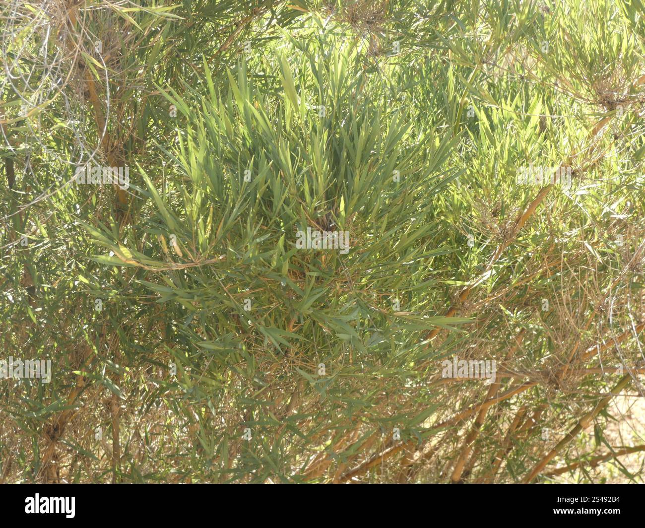 Chusquea quila hi-res stock photography and images - Alamy