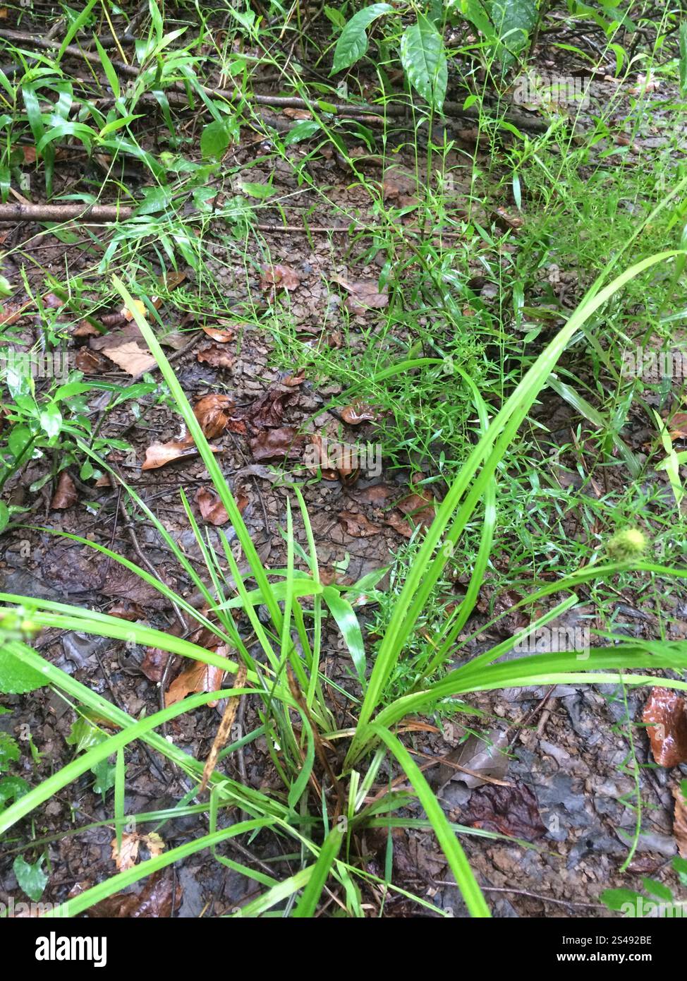 cattail sedge (Carex typhina Stock Photo - Alamy