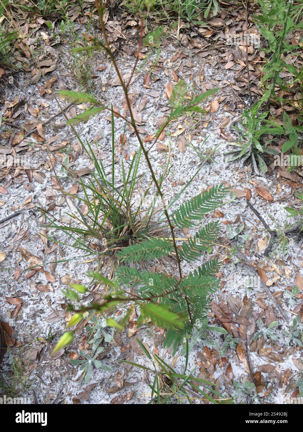 partridge pea (Chamaecrista fasciculata Stock Photo - Alamy