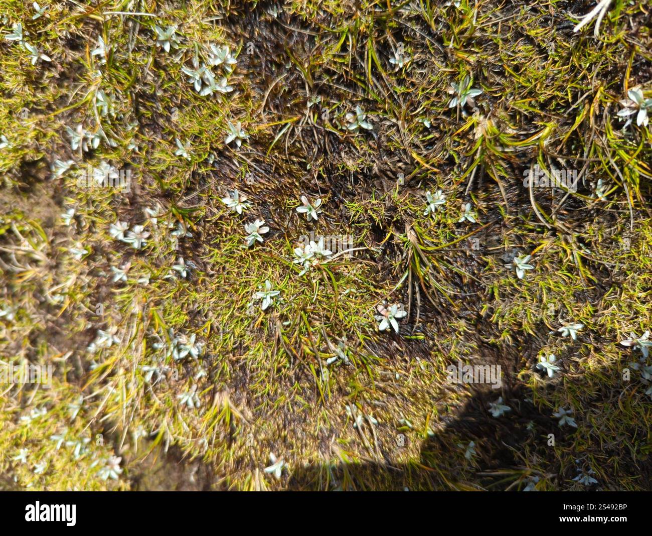 Travers cudweed (Euchiton traversii Stock Photo - Alamy