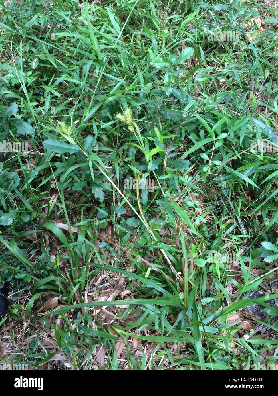 hop sedge (Carex lupulina Stock Photo - Alamy