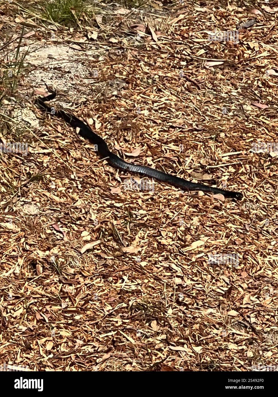 Red-bellied Black Snake (Pseudechis porphyriacus Stock Photo - Alamy