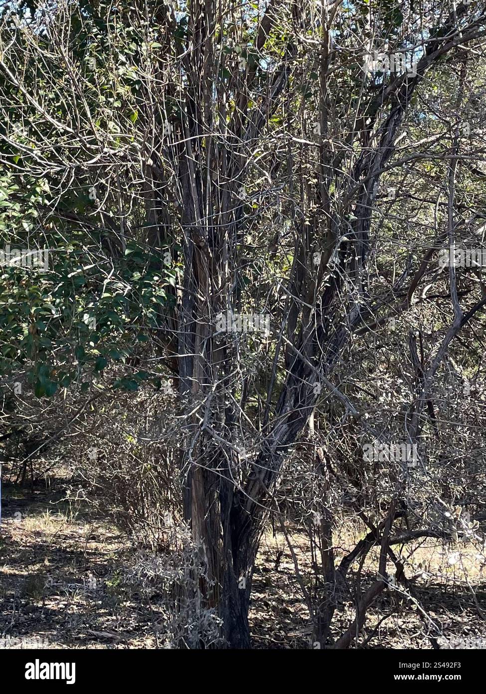 tree privet (Ligustrum lucidum Stock Photo - Alamy