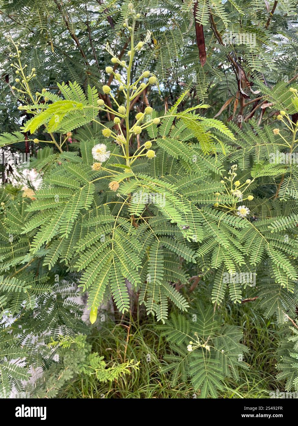 White leadtree (Leucaena leucocephala Stock Photo - Alamy