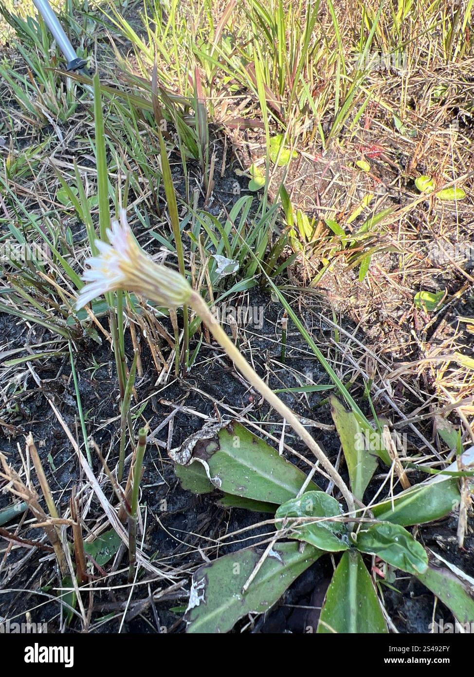 Pineland Daisy (Chaptalia tomentosa Stock Photo - Alamy
