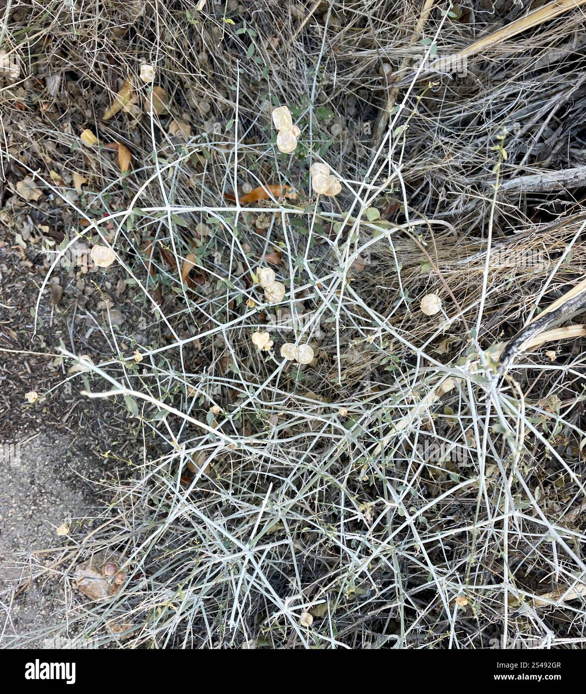 Paperbag Bush (Scutellaria mexicana Stock Photo - Alamy