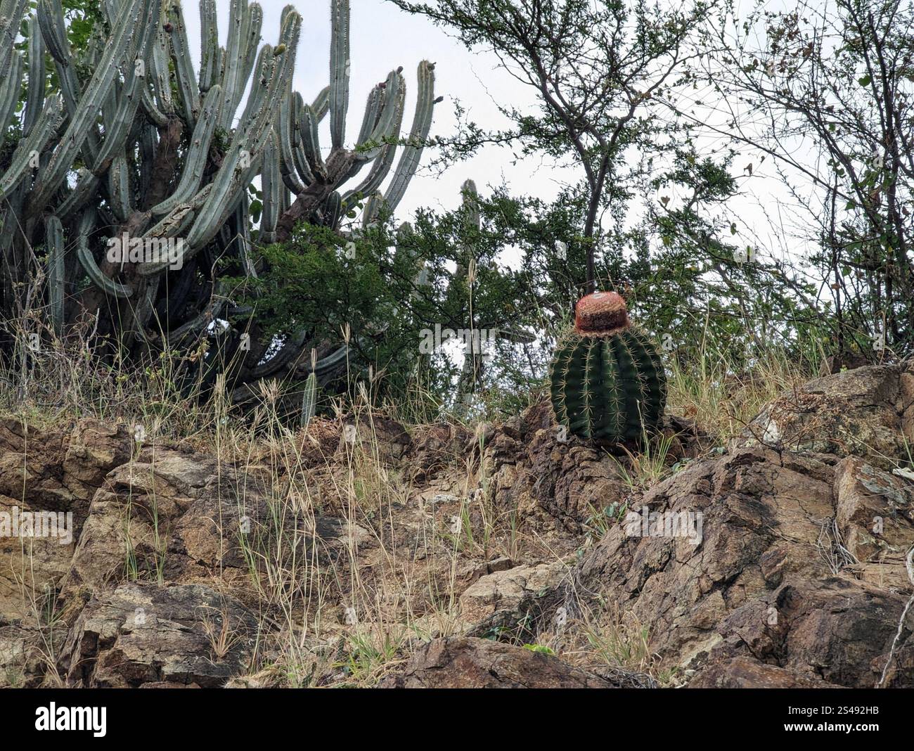 Turk's Cap Cactus (Melocactus intortus Stock Photo - Alamy