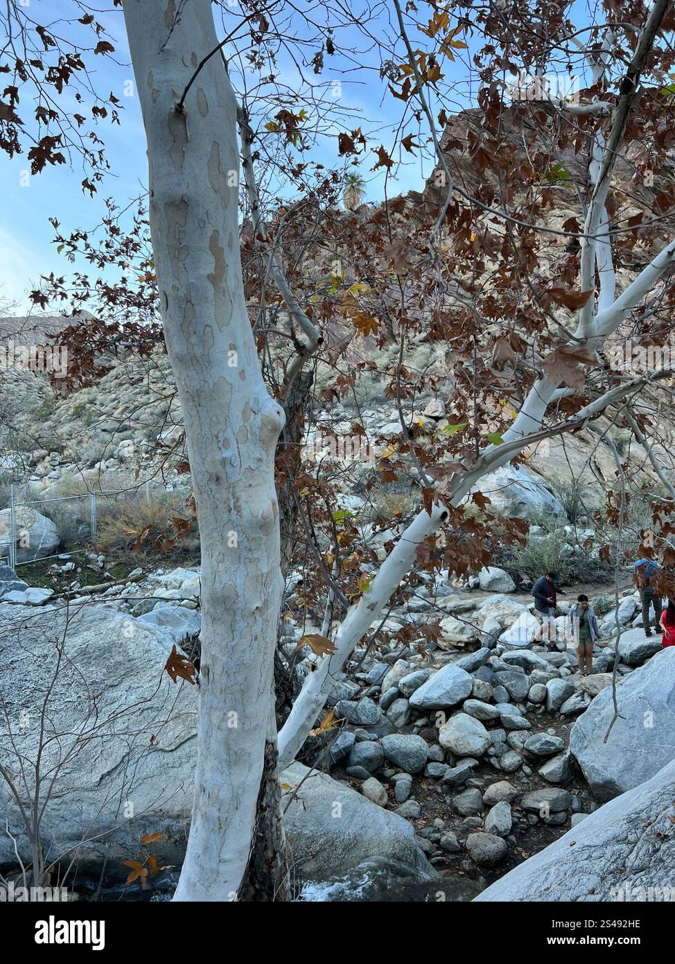 western sycamore (Platanus racemosa Stock Photo - Alamy