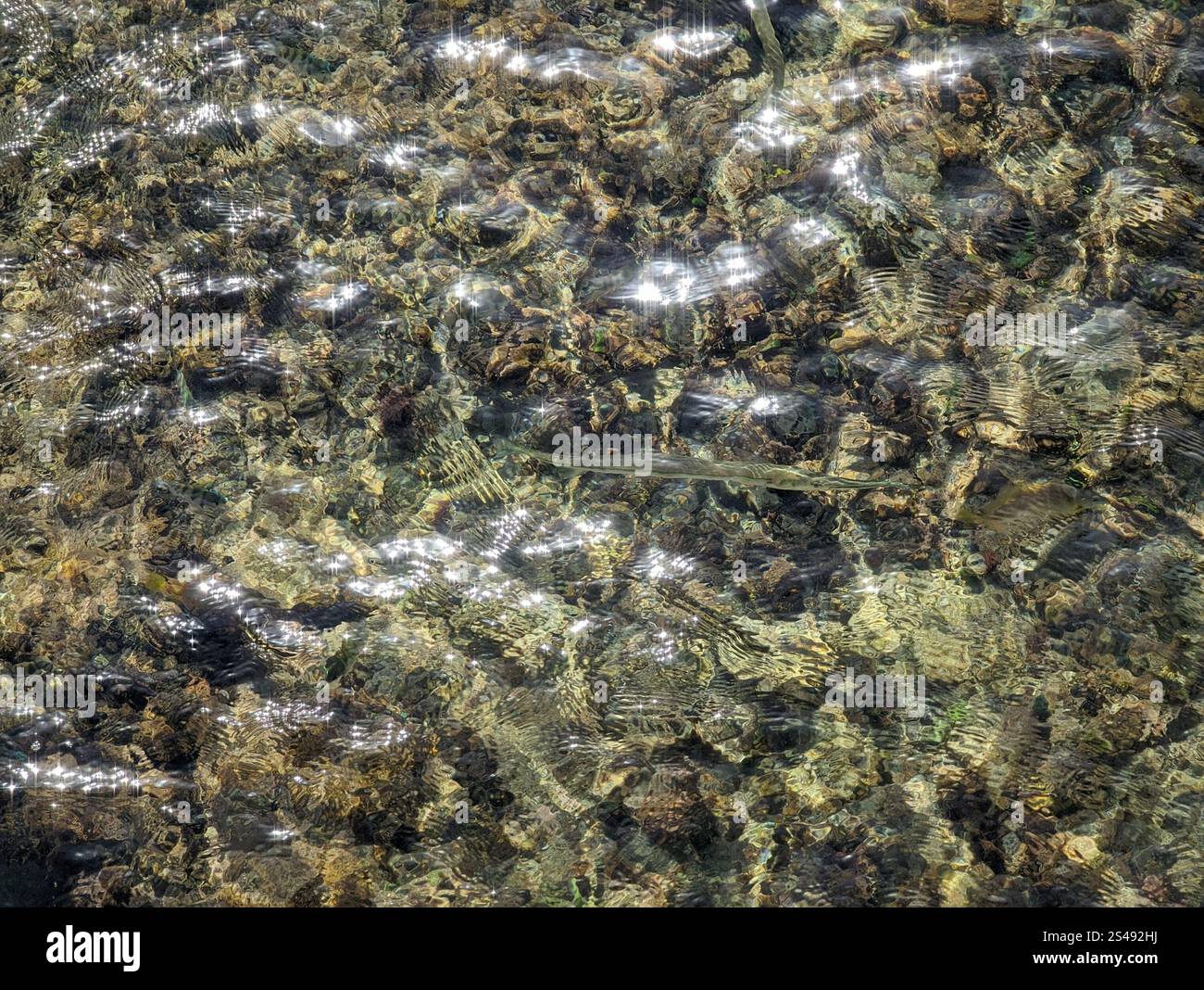 Houndfish (Tylosurus crocodilus Stock Photo - Alamy