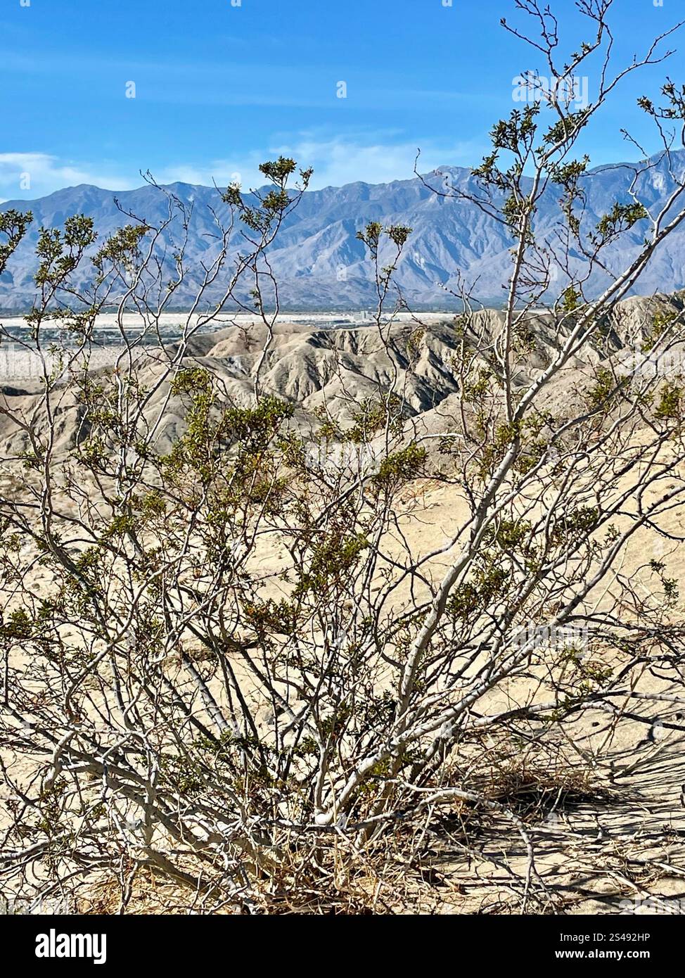 Creosote Bush (Larrea tridentata Stock Photo - Alamy