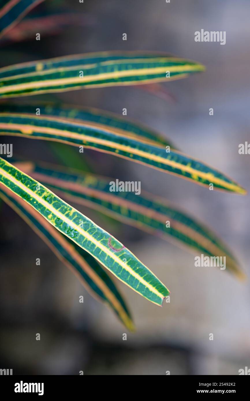 Fragment of striking plant showcases long, narrow leaves with vibrant ...