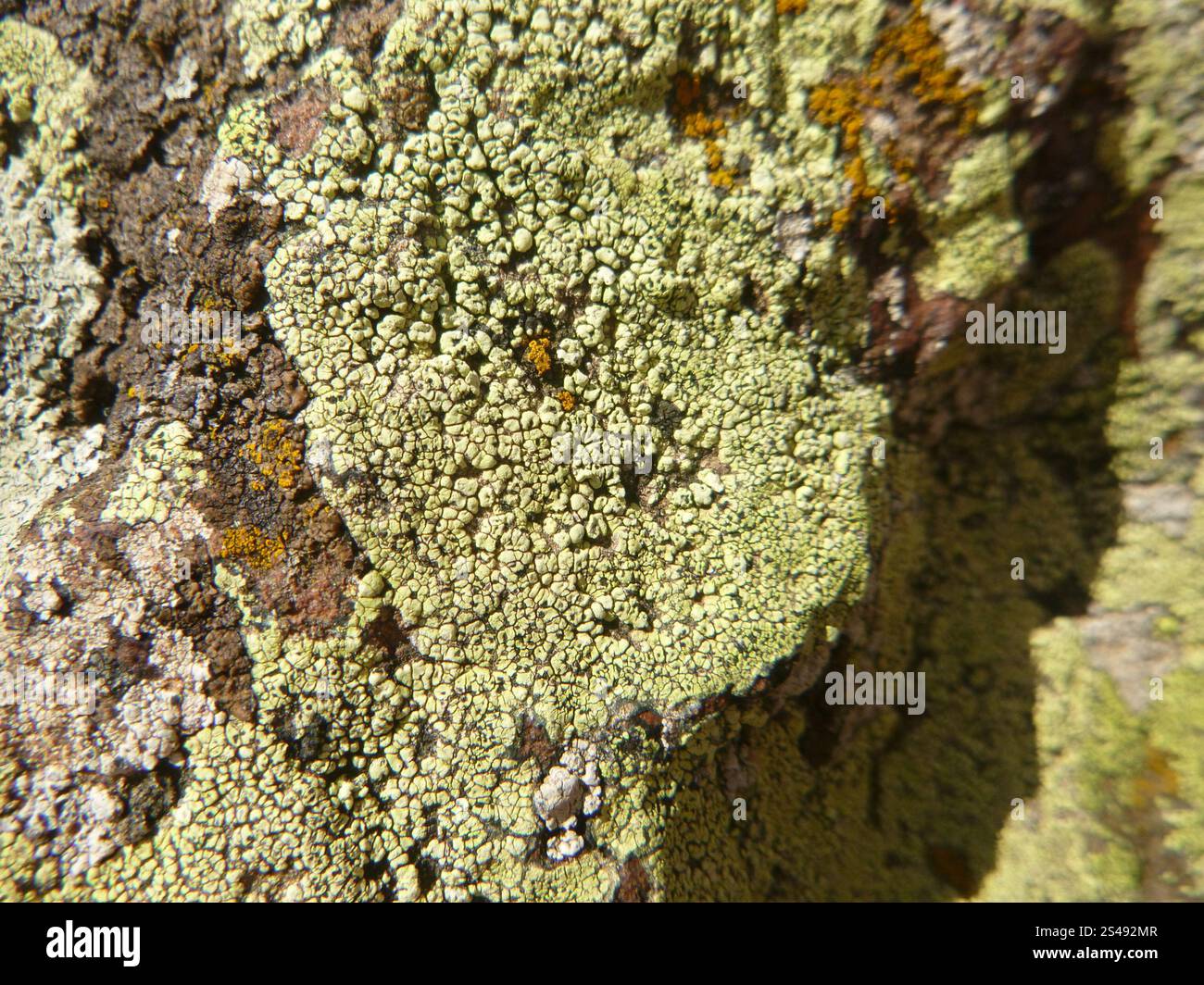 yellow map lichen (Rhizocarpon geographicum Stock Photo - Alamy
